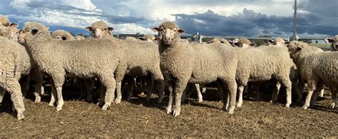 Lot 139 290 Mixed Sex Store Lambs Auctionsplus