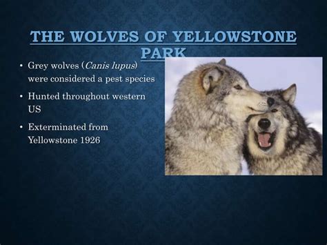 Keystone Species Zoology Ppt
