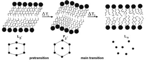 Phospholipid Model