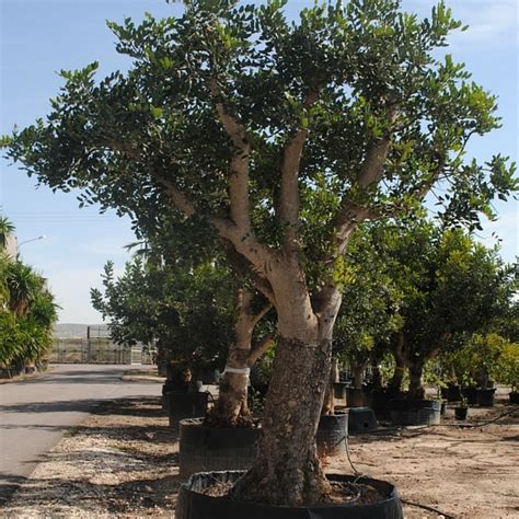 Algarrobo Ceratonia Siliqua Viveros Iris En Elche Alicante