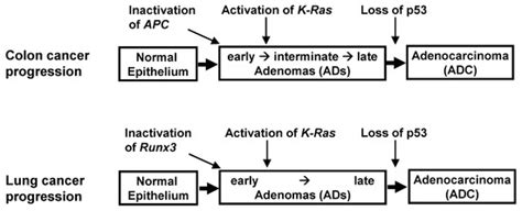 role of runx3 in restriction point regulation