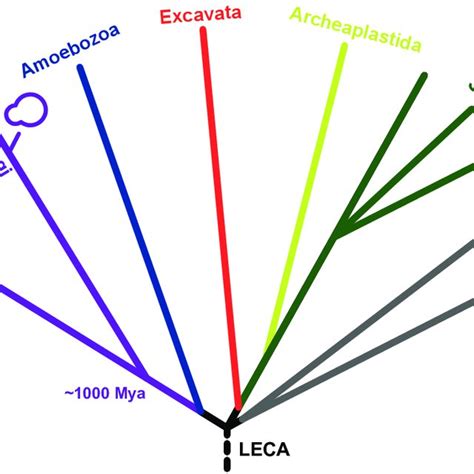 Kinetochores Of Model And Non Model Species A The Human Kinetochore