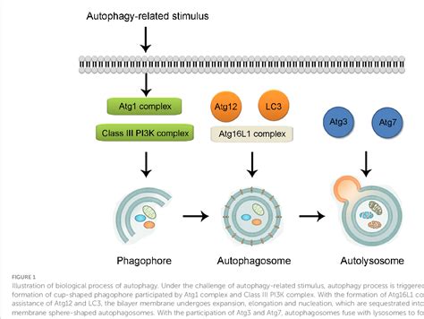 Figure 1 From Autophagy In Gastrointestinal Cancers Semantic Scholar