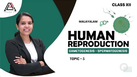 HUMAN REPRODUCTION CBSE CLASS TOPIC GAMETOGENESIS SPERMATOGENESIS MAL YouTube