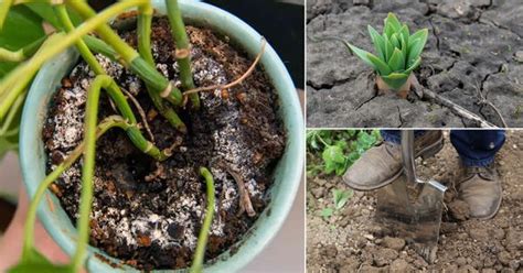 9 Signs That Show Your Soil Is Bad You Should Discard It