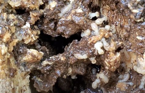 Termites In Oak Trees Prevent Identify And Treat Them