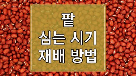 2023년 팥 심는 시기 및 재배방법 알아보기 Youtube