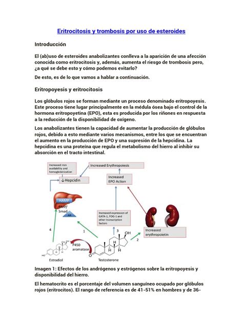Eritrocitosis Y Trombosis Por Uso De Esteroides Pdf Sangre