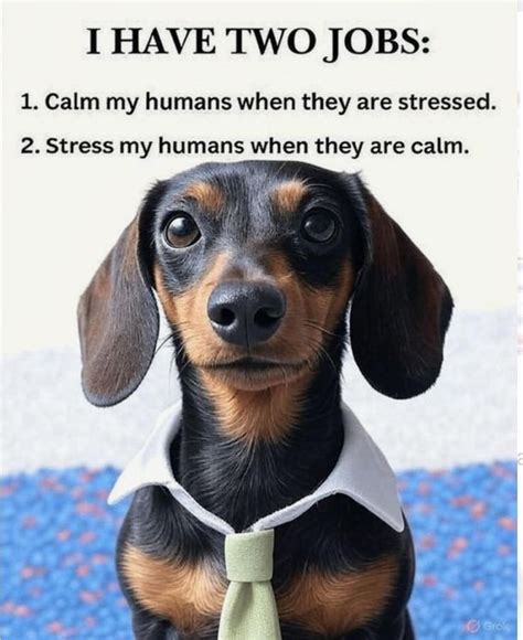 Pin By Tara Frandsen On Dog Love Funny Dogs Dog Memes Dachshund Puppies