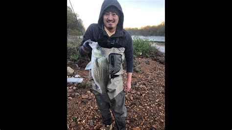 Hybrid Stripe Bass Fishing In North Carolina Youtube