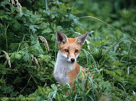 Fox Cub Portrait Photo Wp04298