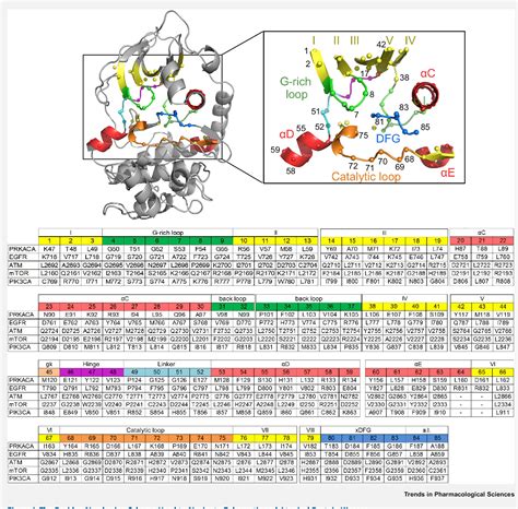 Figure I From The Landscape Of Atypical And Eukaryotic Protein Kinases