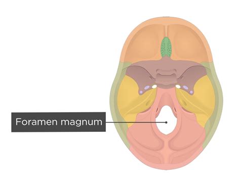 Foramen Magnum Spinal Cord