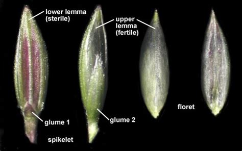 Digitaria Sanguinalis Hairy Crabgrass Go Botany