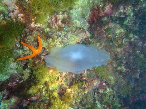 Weird Jellyfish Identification Rjellyfish