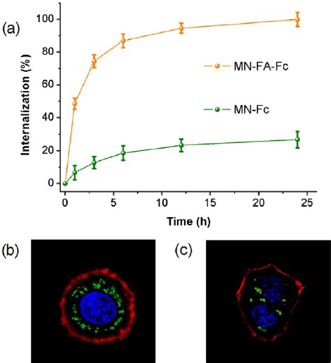 A Internalization Assay After Incubation With Mn Fa Fc And Mn Fc And