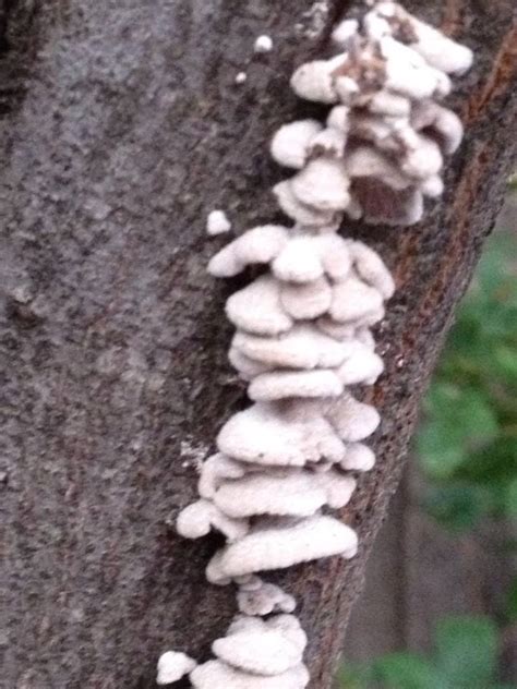 Mushrooms On Redbud Tree In The Pests And Diseases Forum