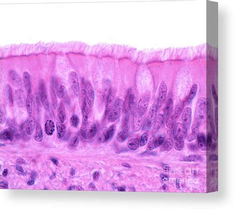 Ciliated Simple Columnar Epithelium Labeled