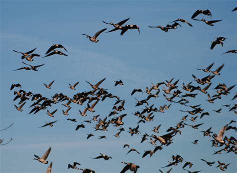 These Geese On The Isle Of Wight Why Are They Flying Back And Forth