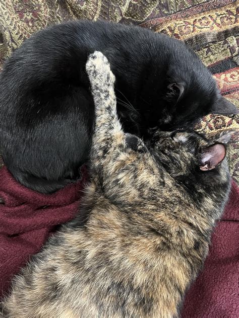 Are Roy And Rhonda Always This Cute When They Are Sleeping Yes Rvorties