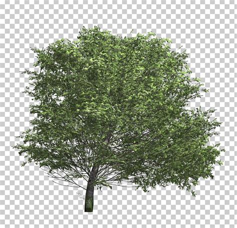 Tree Texture Mapping Shrub 3D Modeling PNG Clipart 3d Computer
