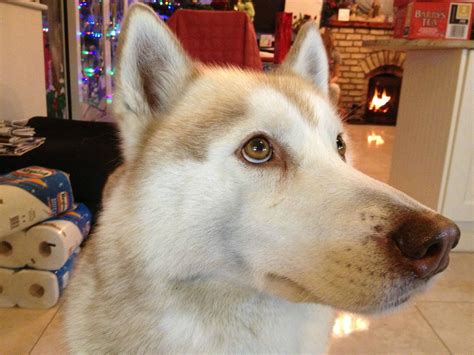 My Husky Sonic R Aww