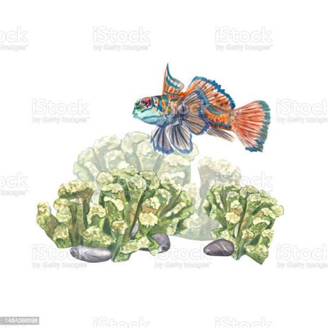 바위와 열대어가 있는 녹색 산호는 흰색 배경에 격리되어 있습니다 수중 식물과 해저의 수채화 그림 그림은 장식 엽서 디자인에 적합합니다 개체 그룹에 대한 스톡 벡터 아트 및