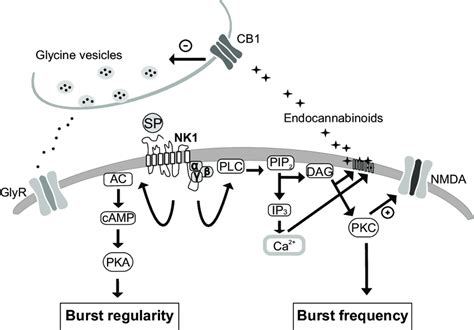Schematic Illustration Of The Intracellular Signaling Pathways Proposed