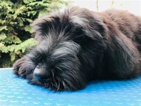 Giant Schnauzers Puppies For Sale In Morley West Yorkshire Gumtree