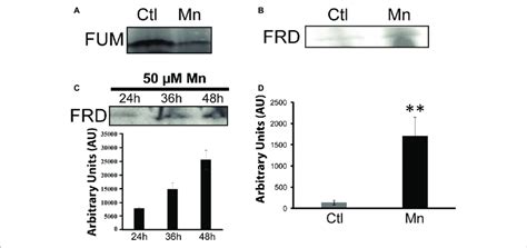 Fumarate Metabolizing Enzymes A In Gel Activity Of Fumarase Fum