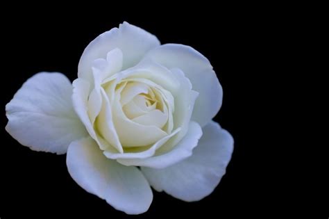 2ページ目白いバラの花言葉4つ・本数で変わる白いバラの花言葉 コミュ力向上ならmayonez
