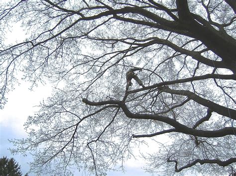Tree Pruning And Trimming Arbortecture Inc