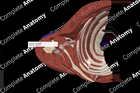 Axillary Sheath Complete Anatomy