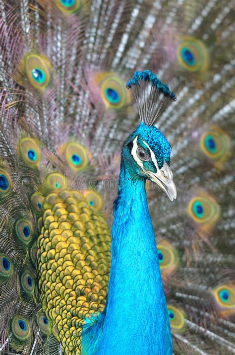 Portrait Of Beautiful Peacock With Feathers Out Stock Image Image Of