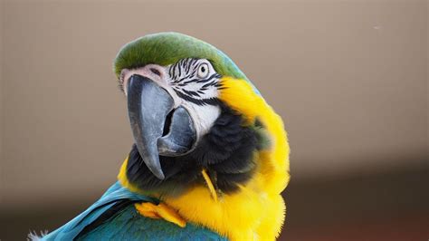 Bird Facts