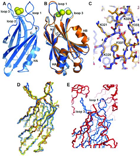 Crystal Structure Of The Synaptotagmin 7 C 2 B Domain A Ribbon