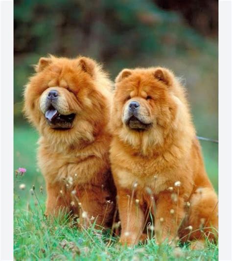 Chow Chow Dog Artofit