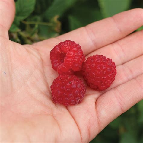 Encore Raspberry Plants Johnny S Selected Seeds
