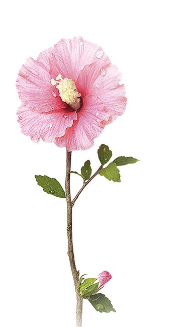 花朵png
