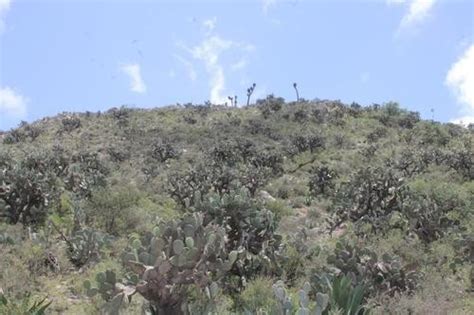 Tuna Cordona Opuntia Streptacantha Picturethis