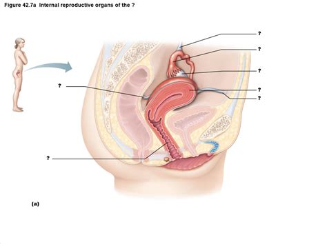 Internal Reproductive Organs Female 1 Diagram Quizlet