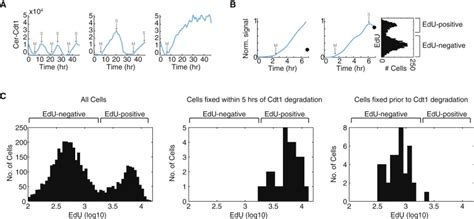 The Proliferation Quiescence Decision Is Controlled By A Bifurcation In Cdk2 Activity At Mitotic