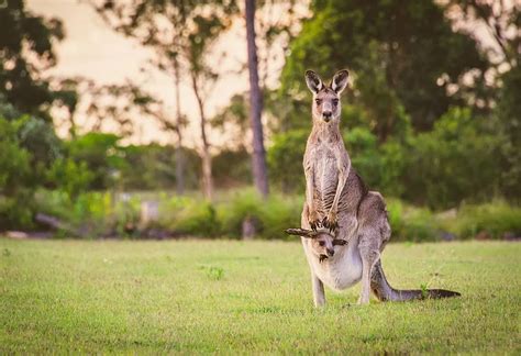 Kangaroo Gestation Period