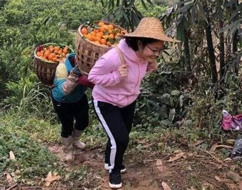 百坭村民要告诉她：路修好了，砂糖橘也丰收了手机新浪网