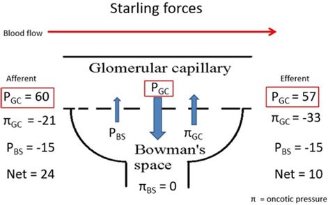 Glomerular Capillaries