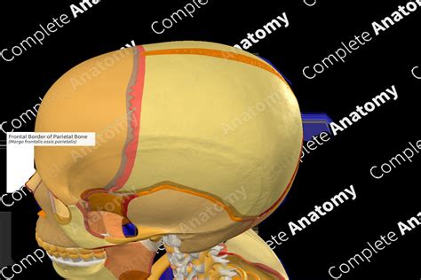 Parietal Bone Sutures