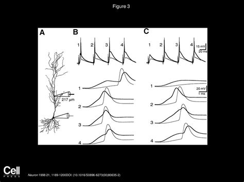 Dendritic Sodium Spikes Are Variable Triggers Of Axonal Action