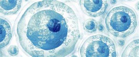 What Is The Most Successful Stem Cell Therapy