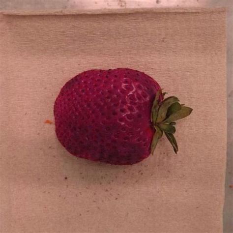 strawberries instance segmentation dataset and pre trained model by