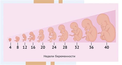 Биометрический показатель развития плода по неделям как отслеживать